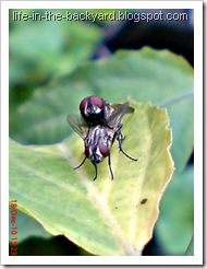House Fly ( Musca domestica ) Mating – Lalat Rumah Kawin